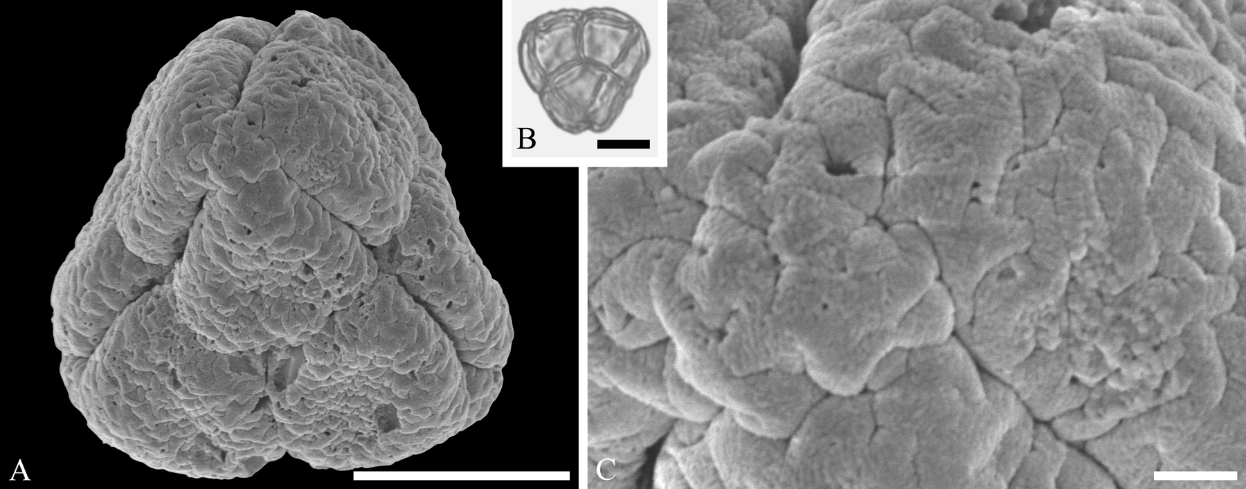 FWF-P24427-B25 - Fridgeir Grimsson