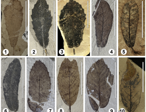 Diverse fossil Onagraceae pollen from a Miocene palynoflora of north ...